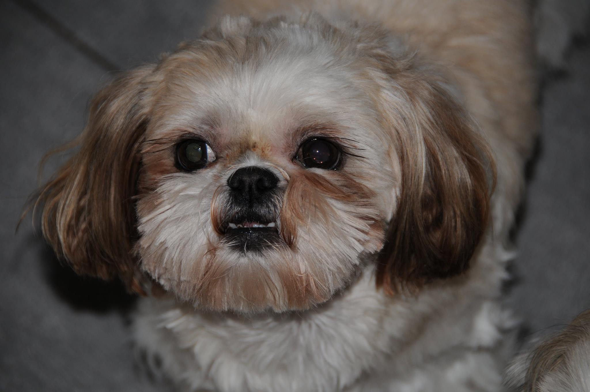 Rozinka - Shih-tzu v nouzi, z.s.